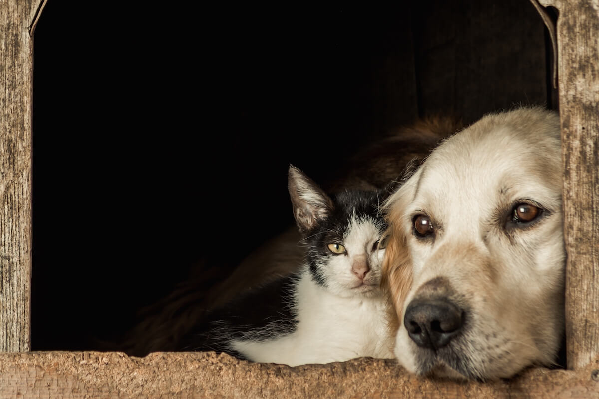 Smecta chien : est-ce un bon médicament anti-diarrhée ? - Belgique